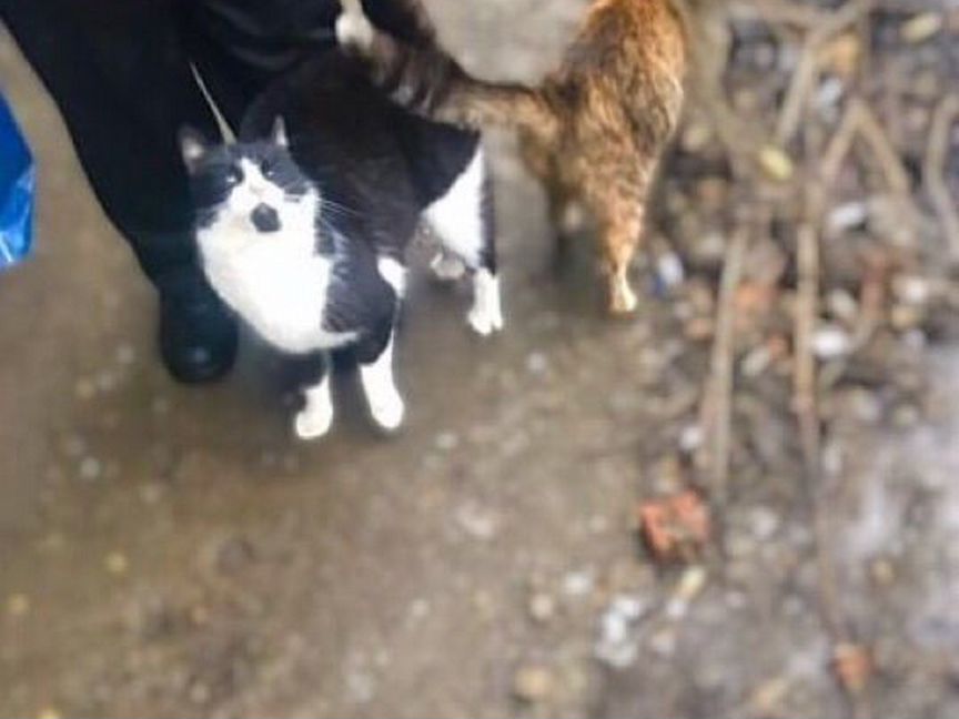 Уничтожают кошек
