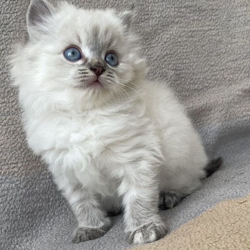 Невская маскарадная девочка