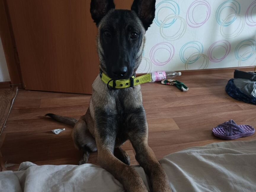 Бельгийская овчарка малинуа