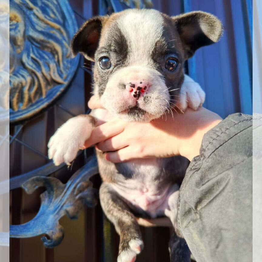 Французский карапуз