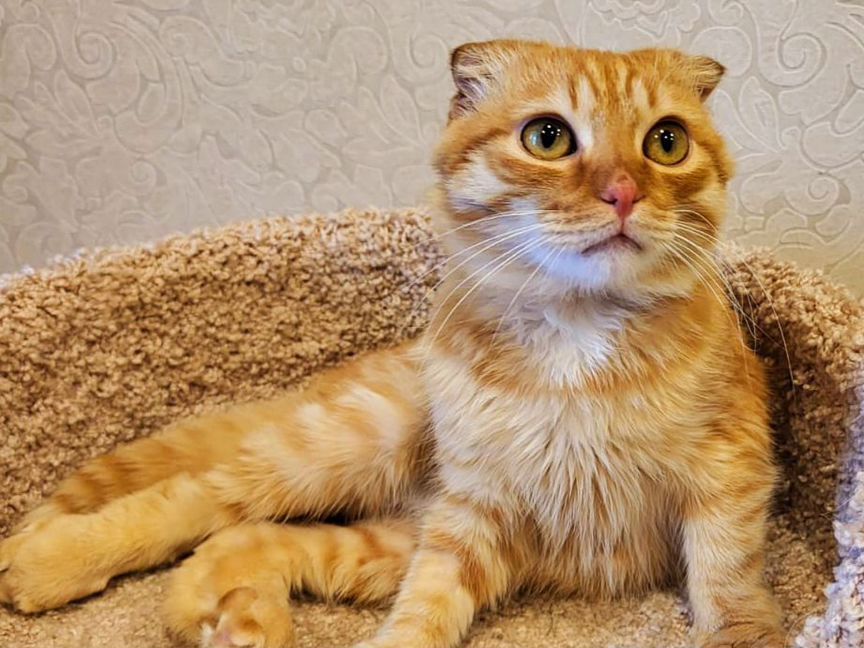 Кошка в дар бесплатно