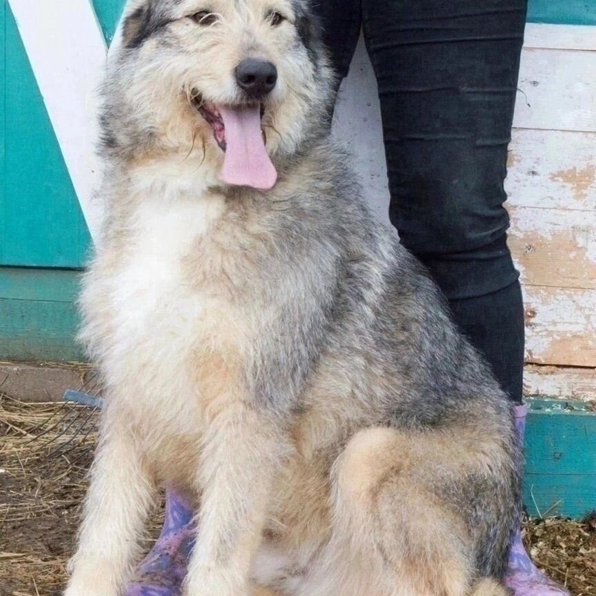 Собака в добрые руки отдам бесплатно