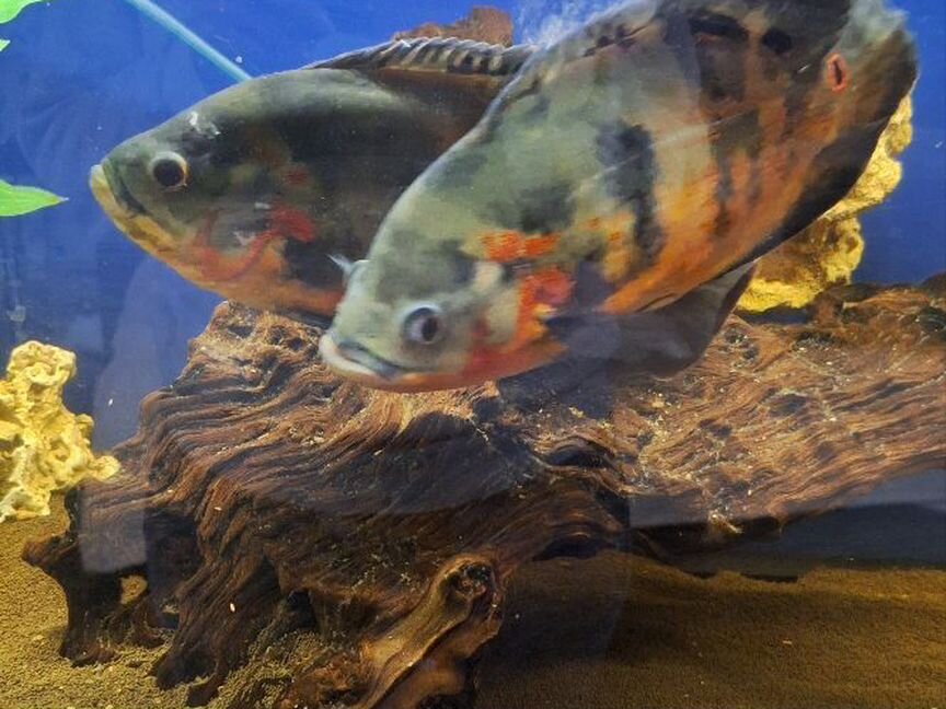 Астронотусы