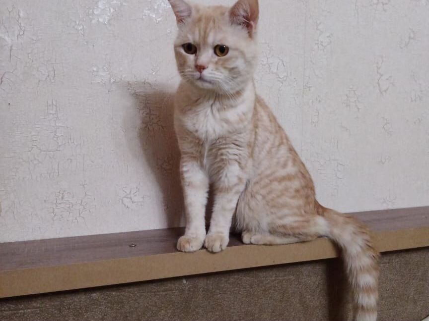 Пристраивается в добрые руки