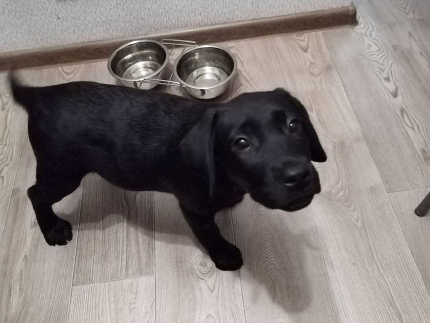 Щенок лабрадора бесплатно