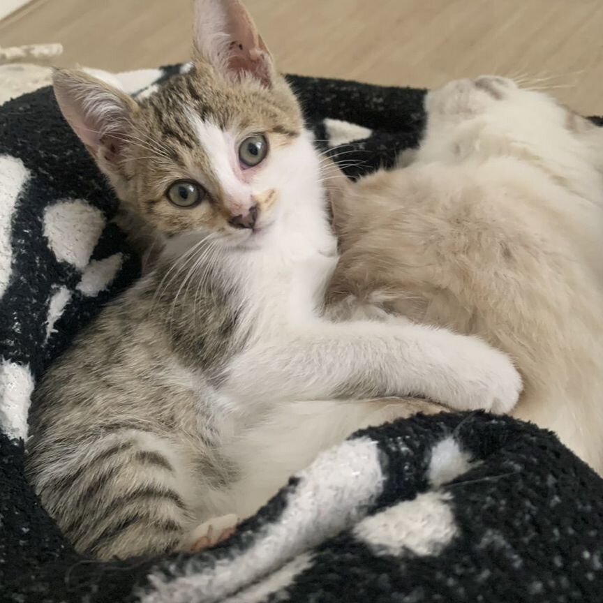 Отдам котикиков в добрые руки