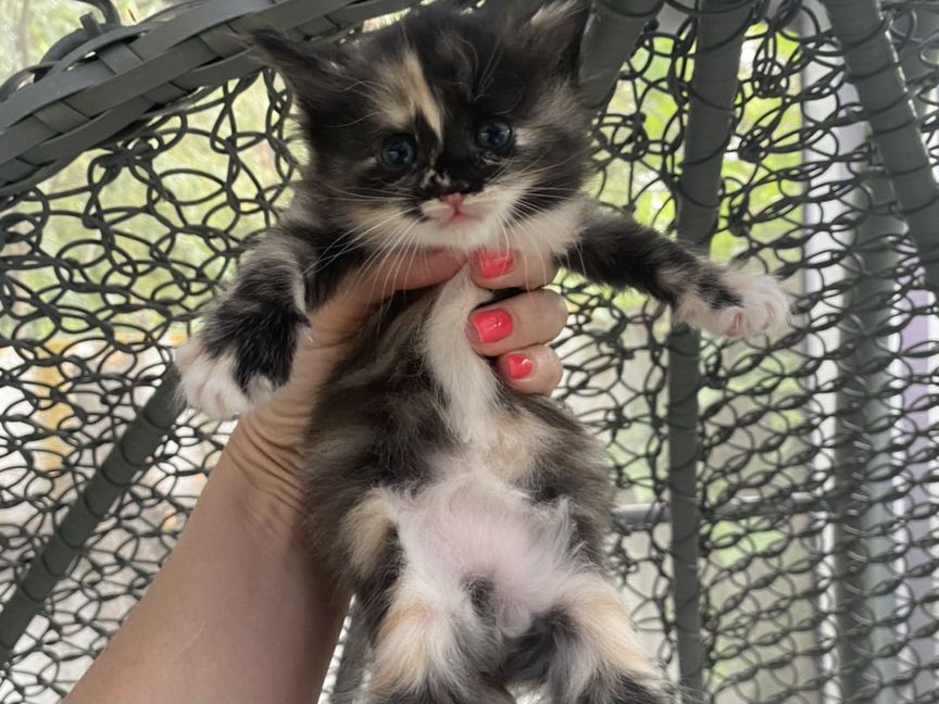 Кошка