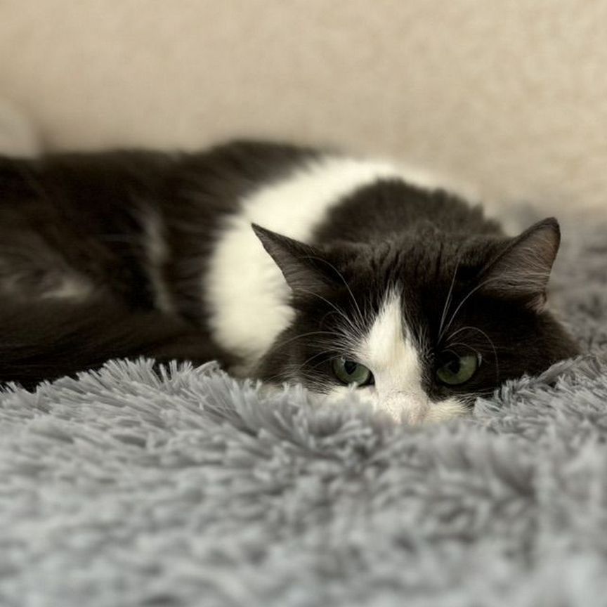 Взрослая, кошка в добрые руки