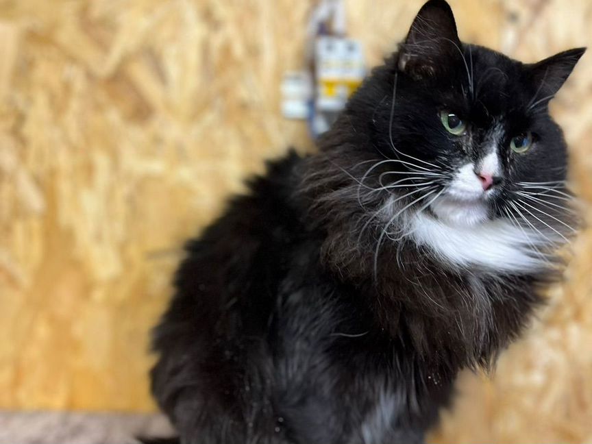 Кошечка Асти из приюта