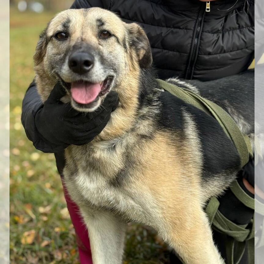 Взрослая собака в добрые руки