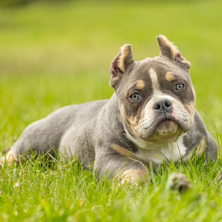 Американский булли, щенок