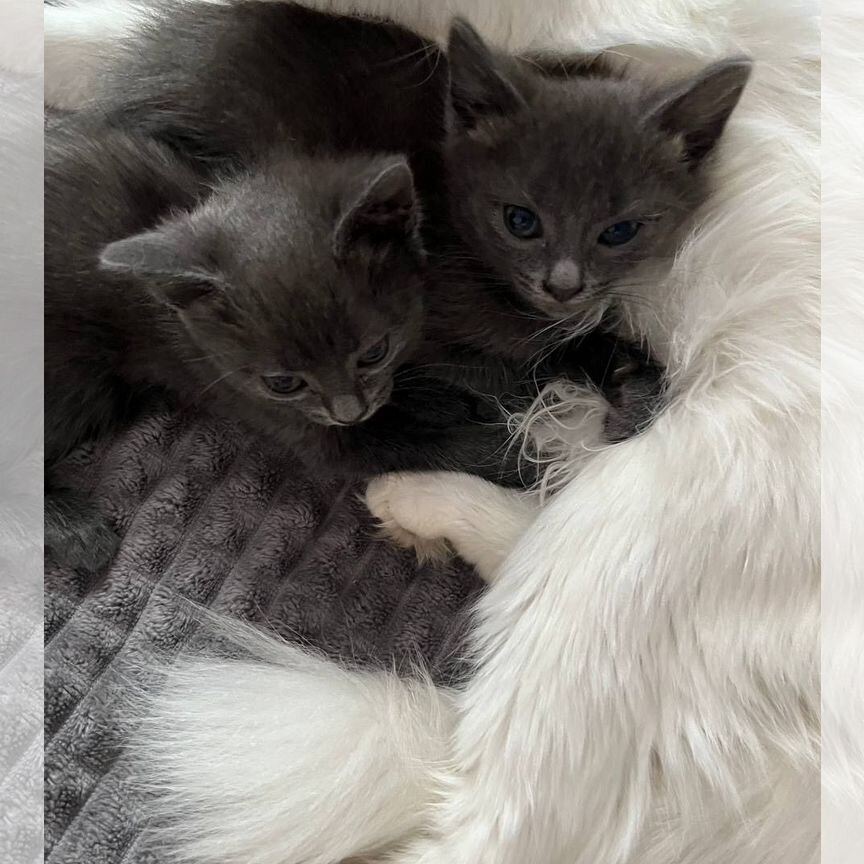 Турецкая ангора котёнок