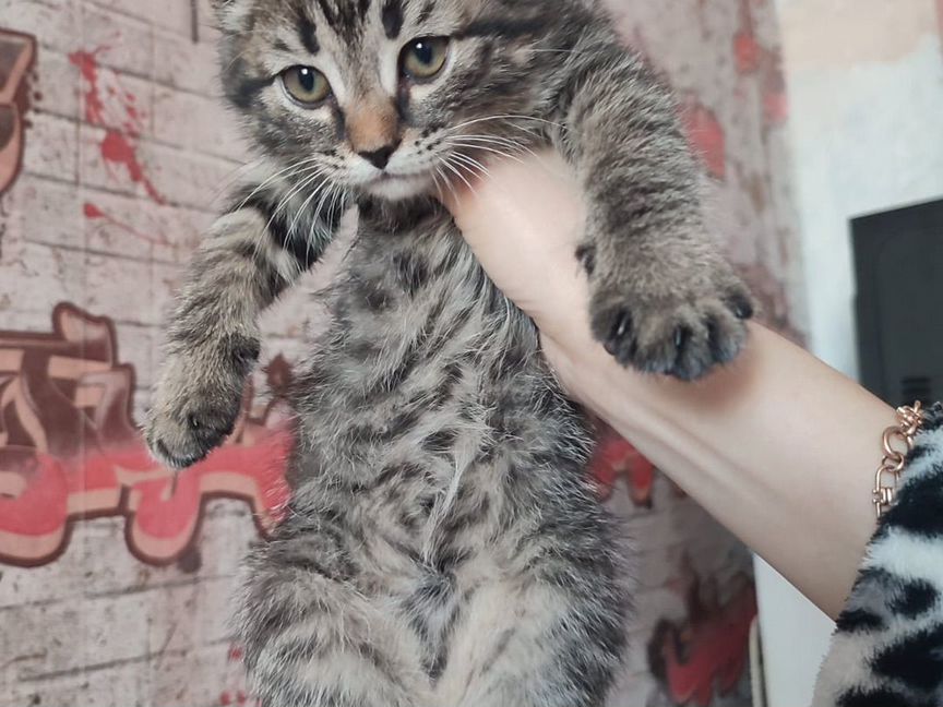 Кошка в дар бесплатно