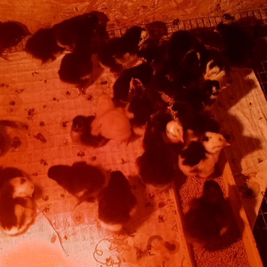 Цыплята Доминант