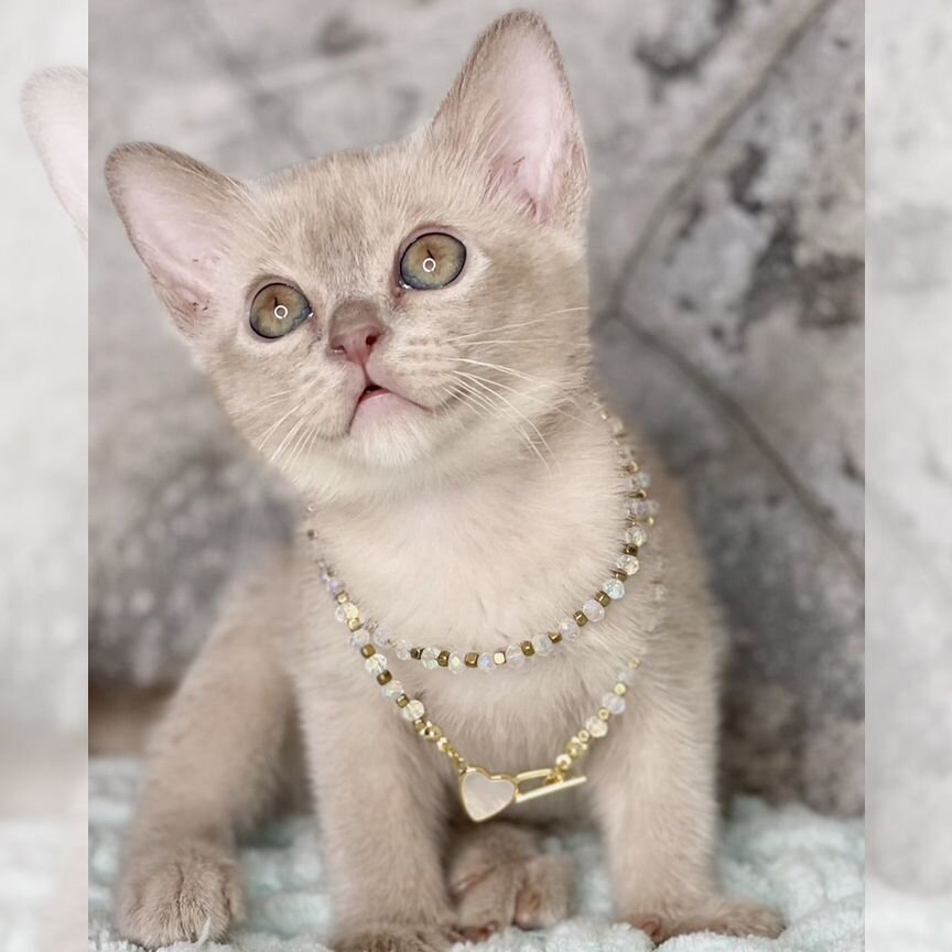 Лиловые Евро бурмы