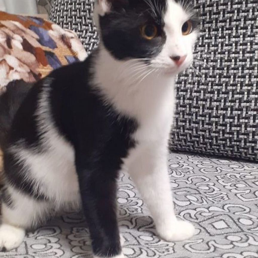 Котёнок Феликс в добрые руки