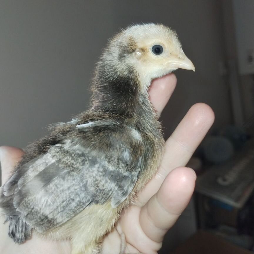 Цыплята Легбар