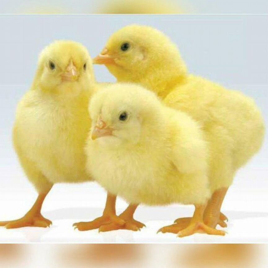 Цыплята бройлеры суточные кобб500 Испания