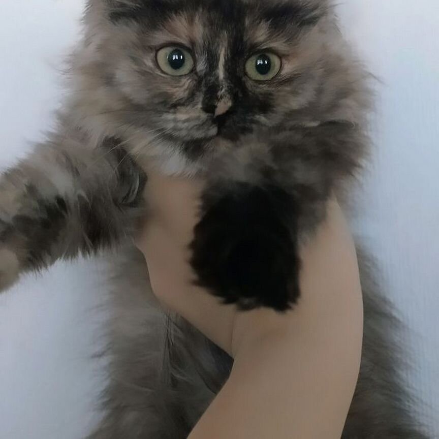 Отдам бесплатно котенка в хорошие руки