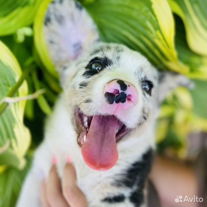 Вельш-корги кардиган мраморный