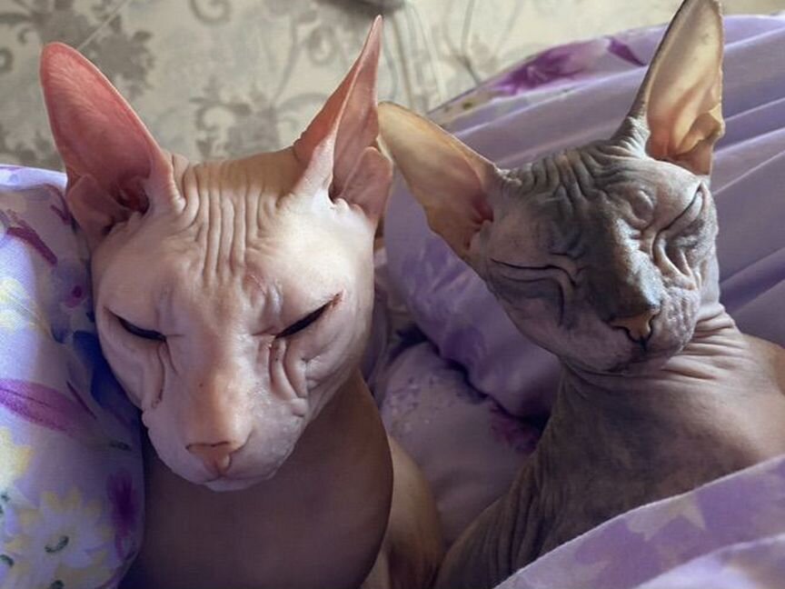 Донской сфинкс