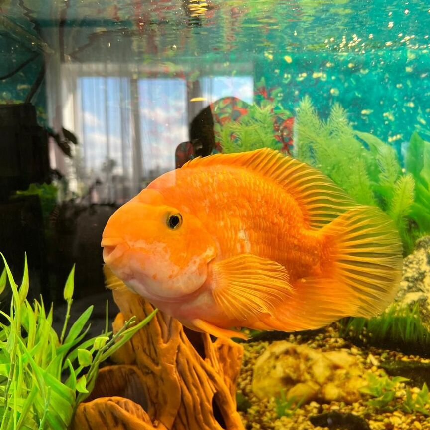 Рыба - попугай 20 см