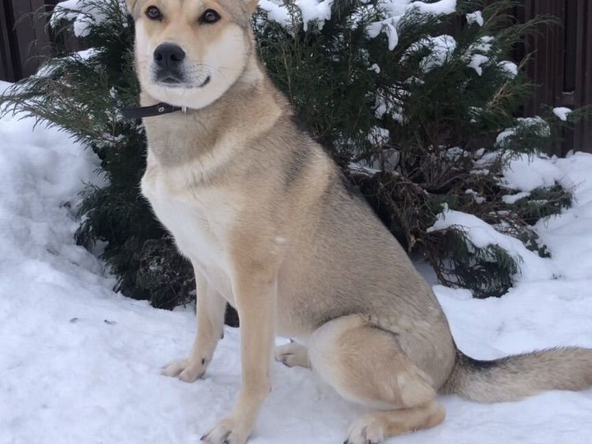 Собаки бесплатно