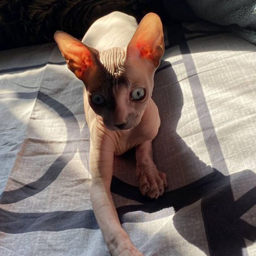 Канадский сфинкс котенок девочка