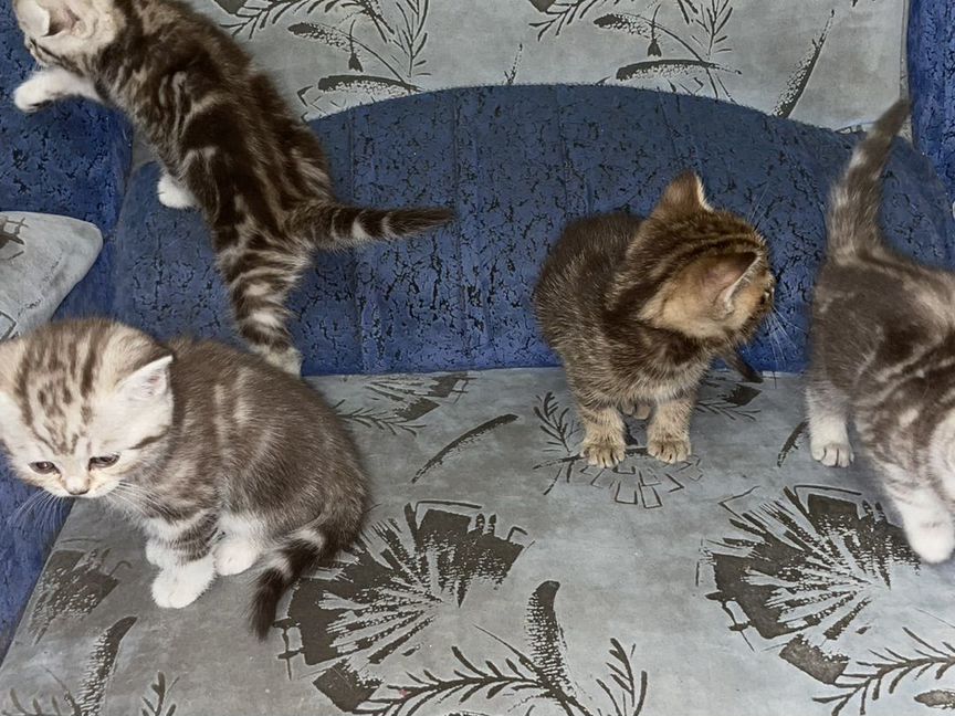 Британские котята