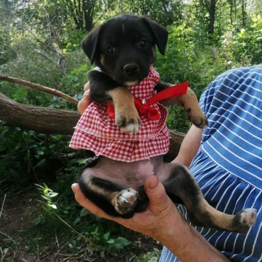 Щенок в добрые руки бесплатно