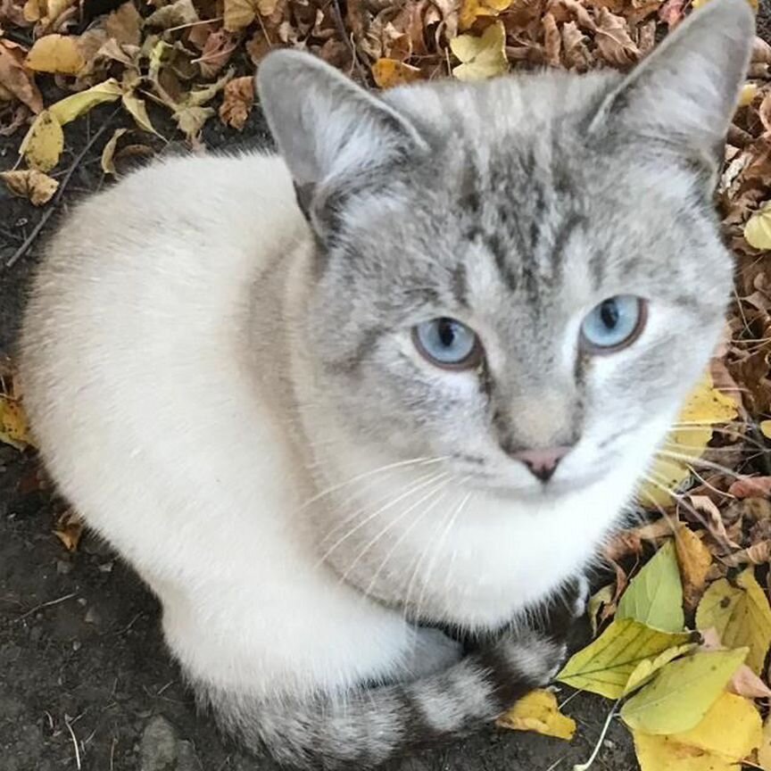 Тайский кот, взрослый