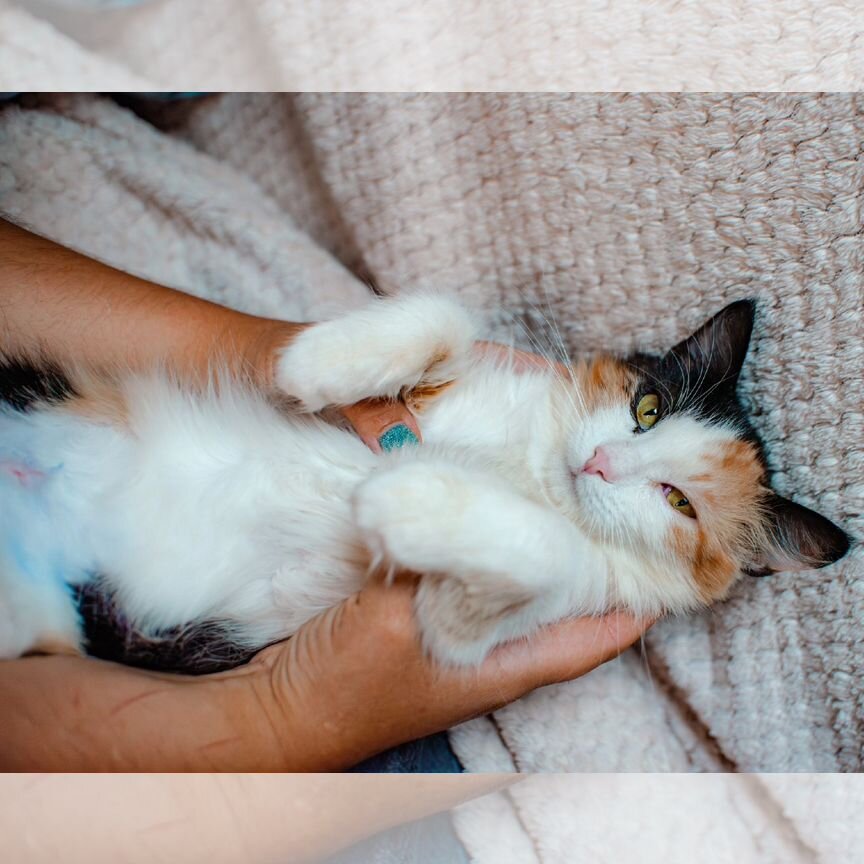 Кошка Даяна в хорошие руки