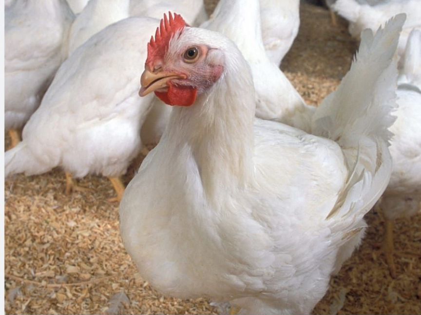 Бройлеры 36 дней