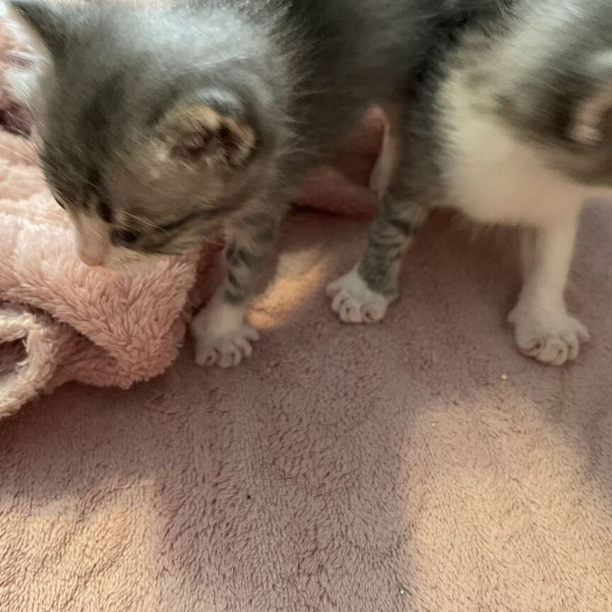 Котята ищут хозяев будут пушистые