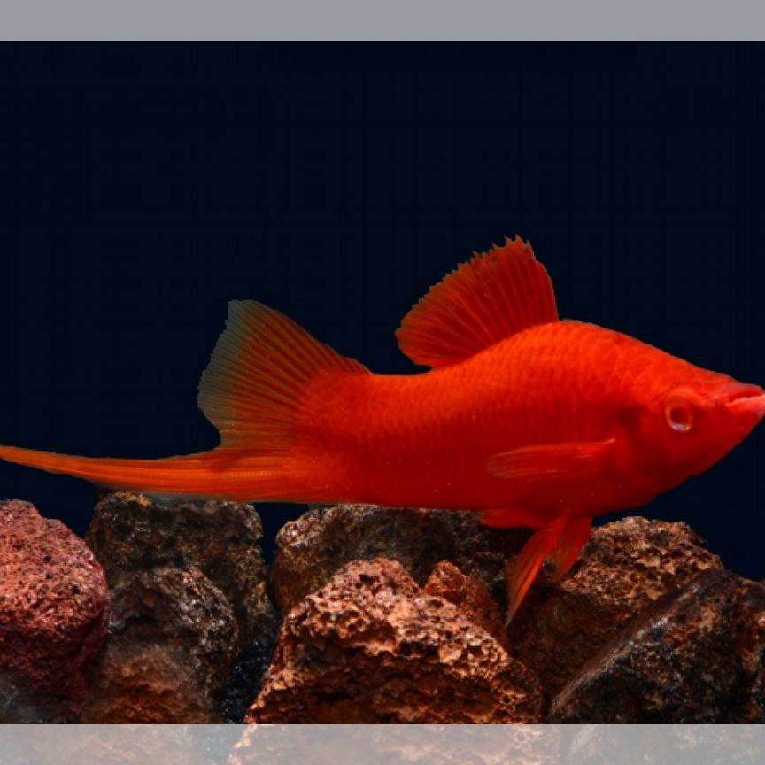 Меченосец красный рубин (глаз красный) 2.5-3 см