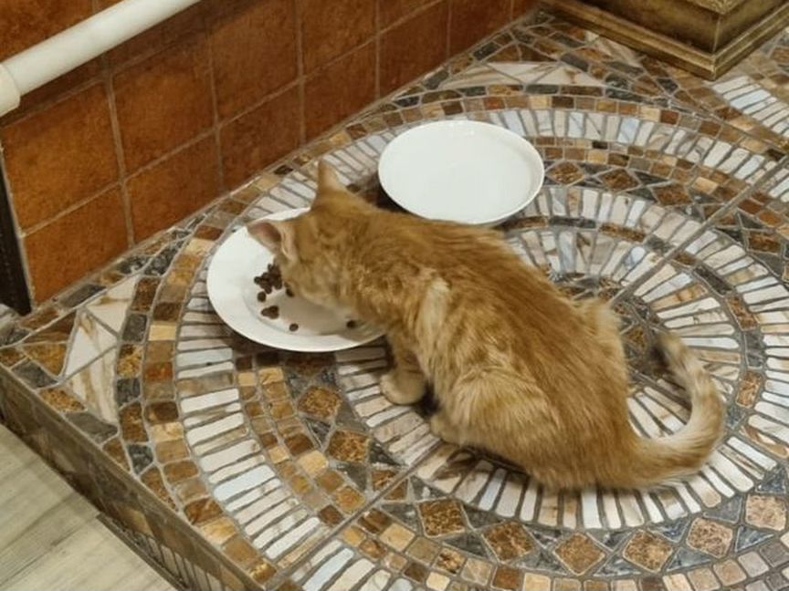 Котенок рыженький. Мальчик