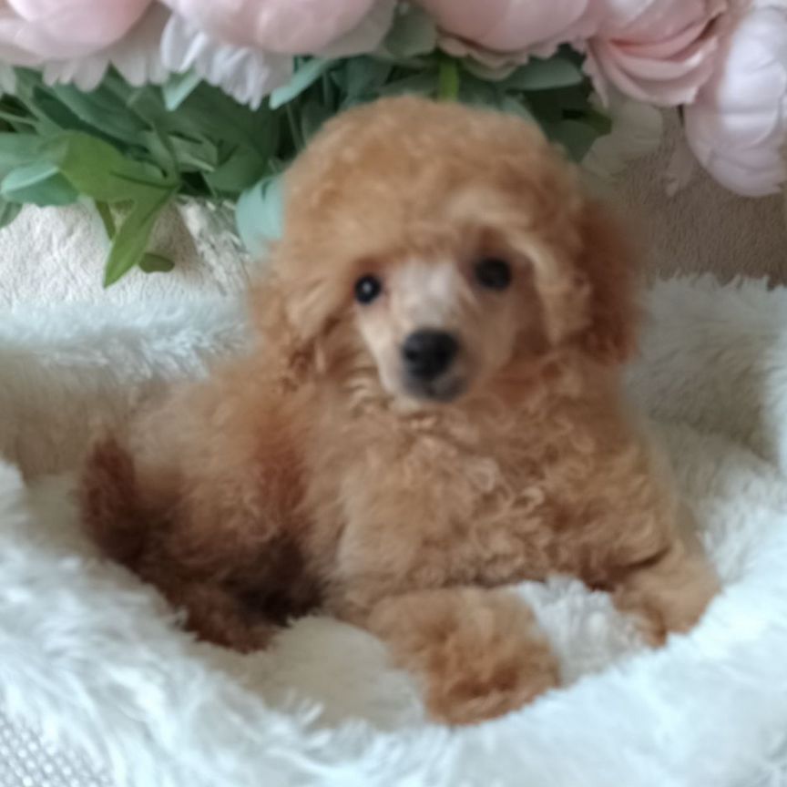 Пудель, щенок