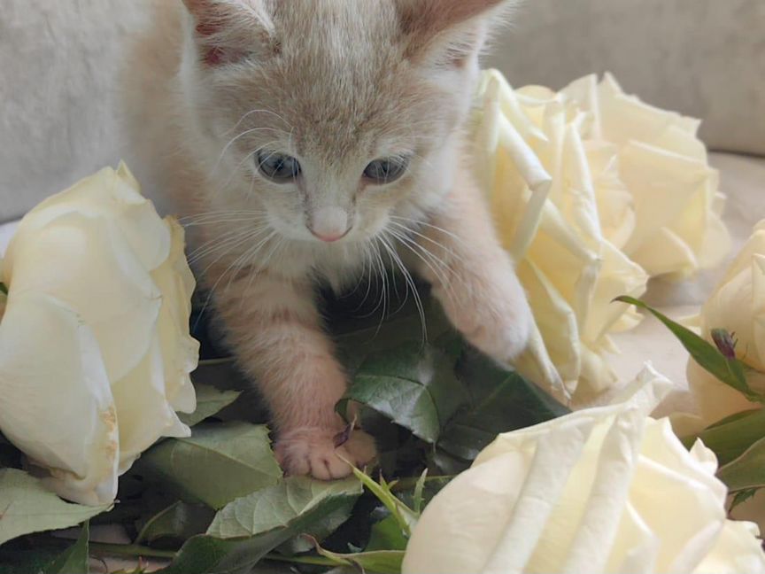 Кошечка курильский бобтейл котенок