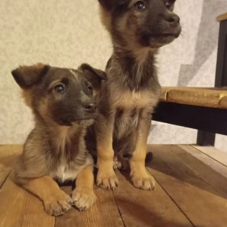 Мальчишки щенульки