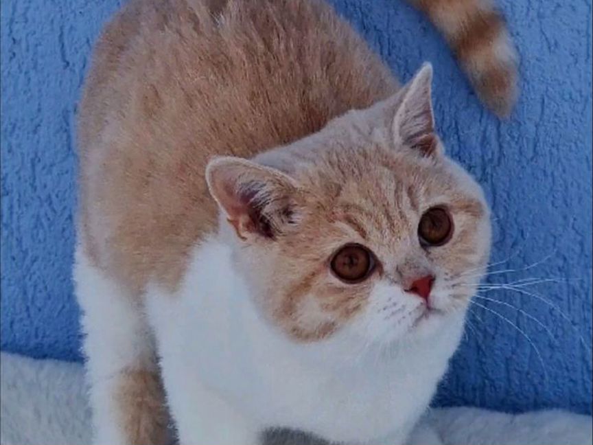 Британские котята