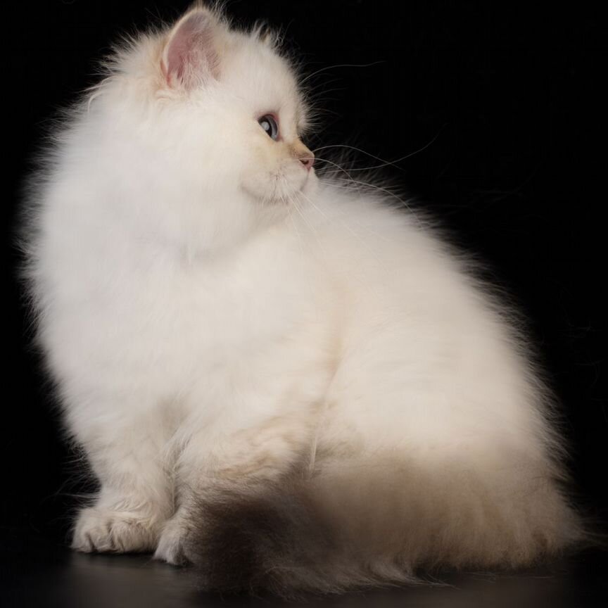 Брат и сестричка золотые колорные британцы