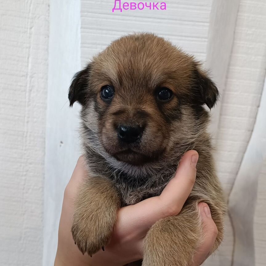 Щенок девочка