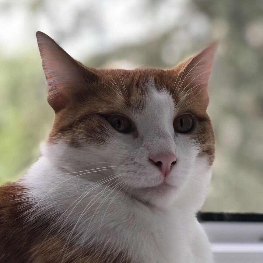 Продам в хорошие руки