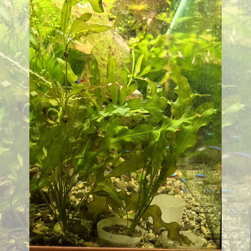 Криптокарина