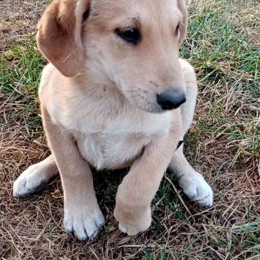 Рабочая русская гончая