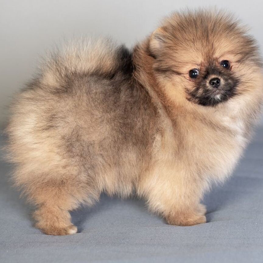 Померанский шпиц, щенок
