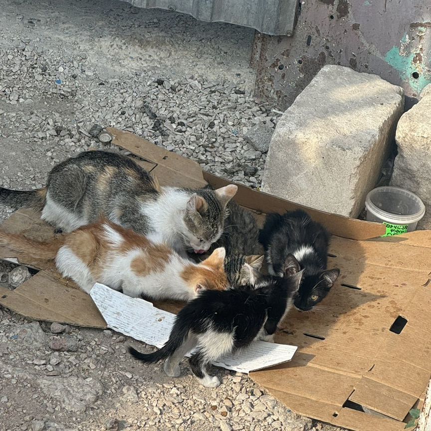 Котята в добрые руки