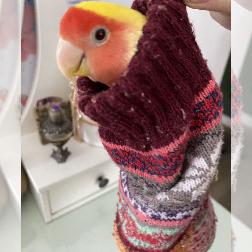 Резерв Неразлучник супер ручная самочка