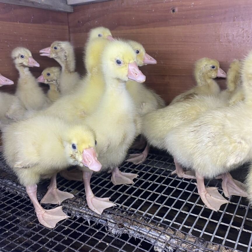 Гусята подрощенные линда