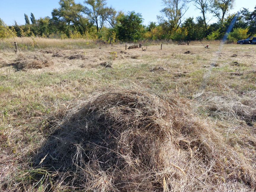 Сено бесплатно